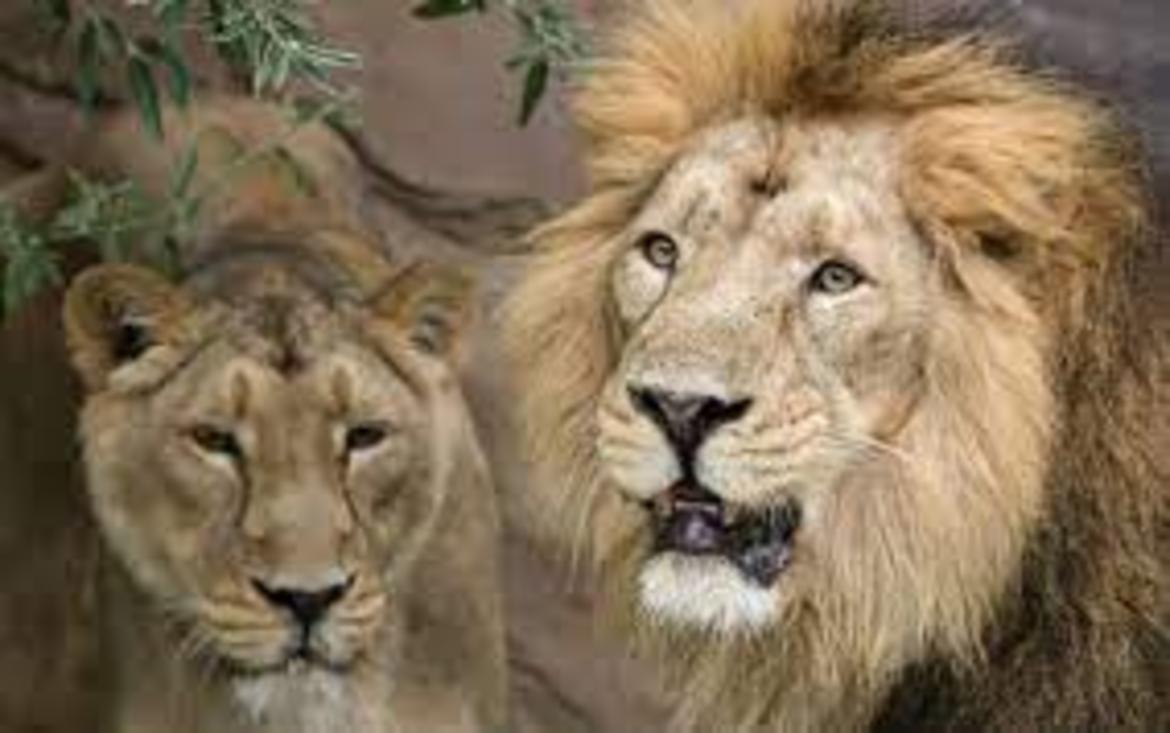 Studio e la gestione dei grandi felini nelle savane della Namibia ...