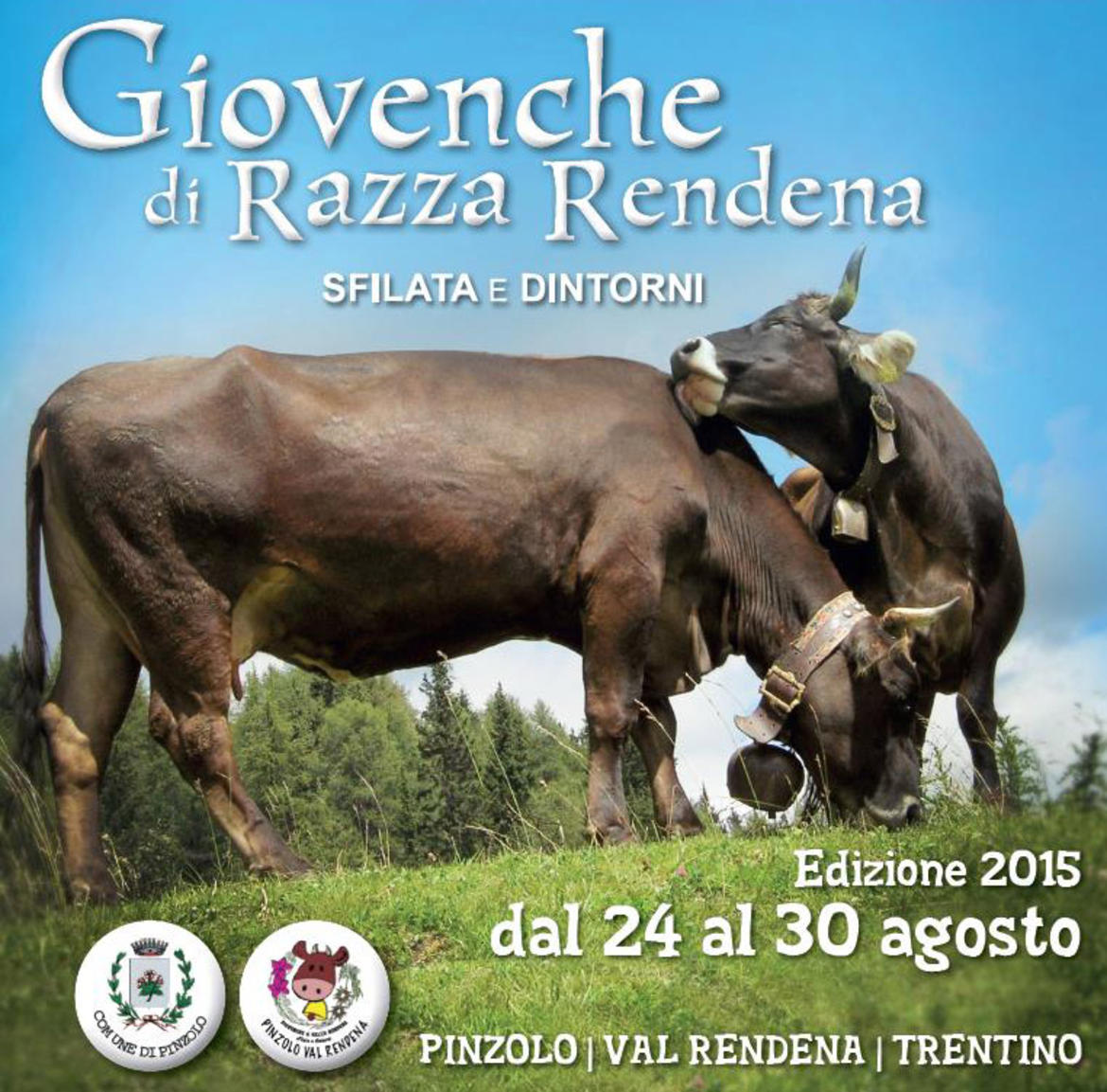 Giovenche di Razza Rendena - Trentino Cultura